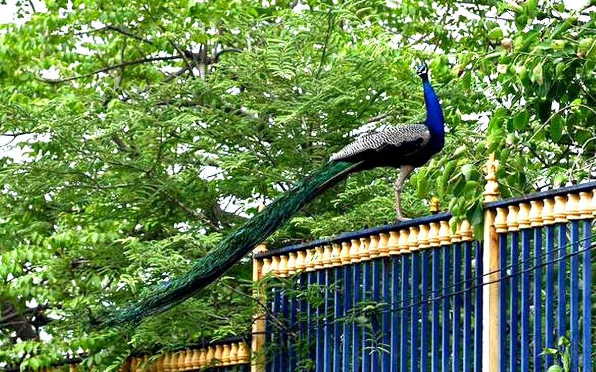 লকডাউনে স্বাধীন রাজ্যে ময়ূরদেরও অবাধ বিচরণক্ষেত্র - Amar Bangla